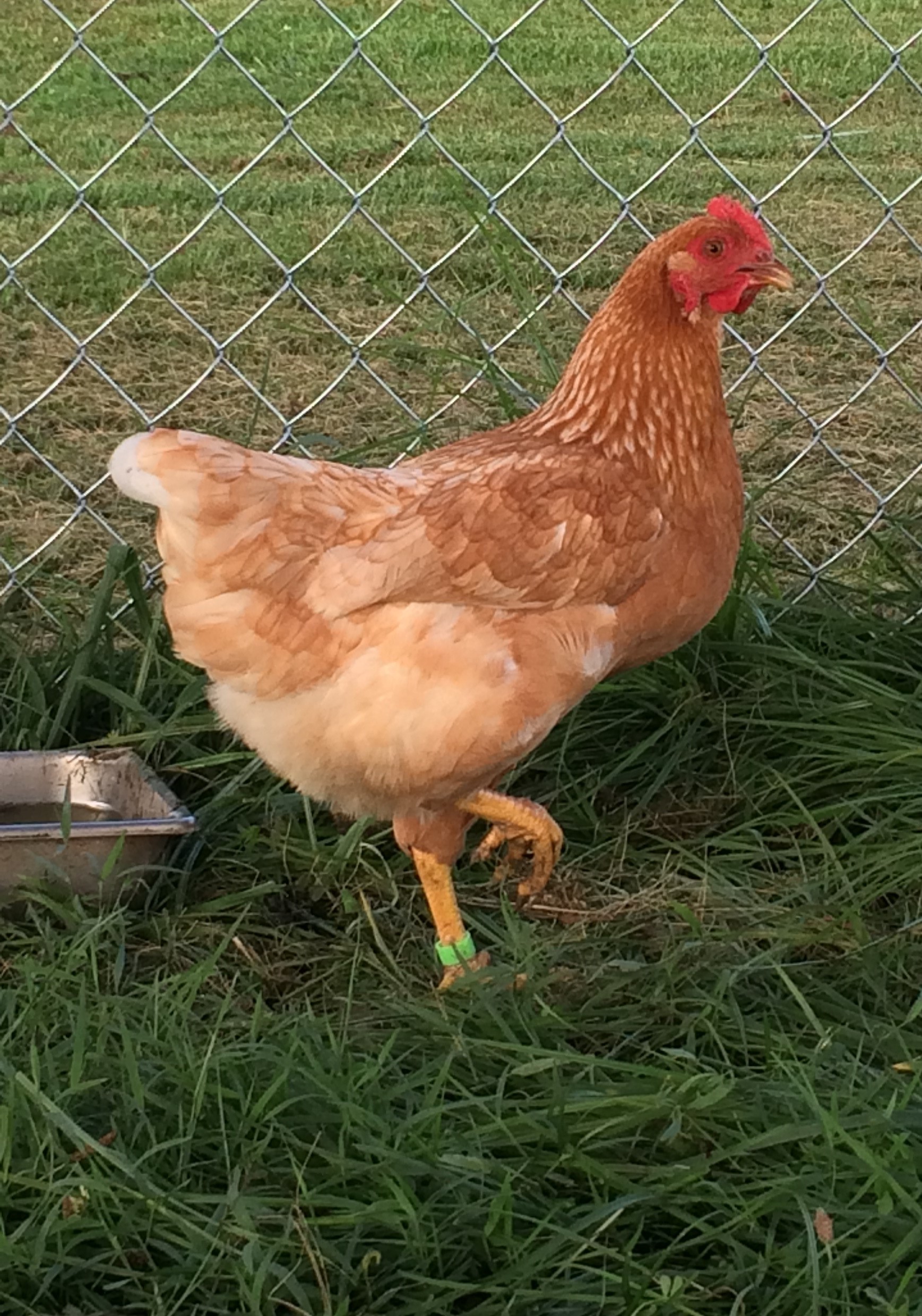 Cinnamon Queens, Paint Strippers, and Showgirl Chickens - Backyard Poultry